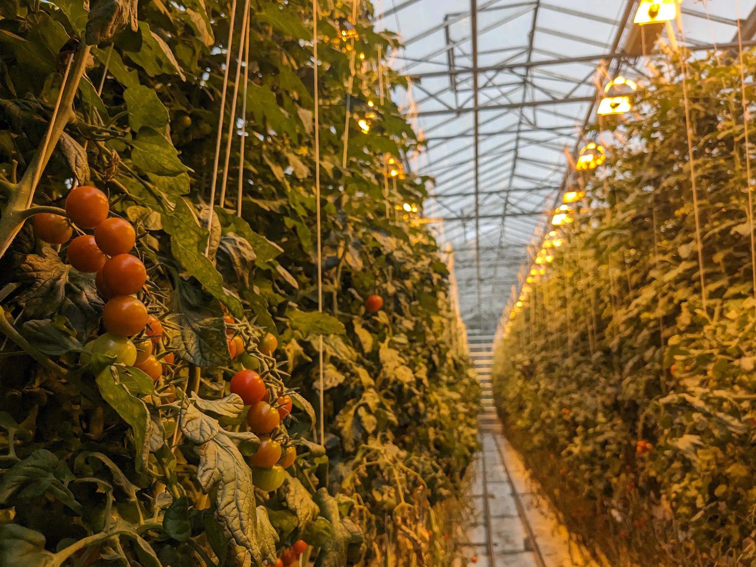 The best app to find the Northern Lights in Iceland